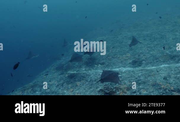 Spotted Eagle Ray in the Pacific Ocean. Underwater life with shoal of ...