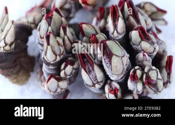 Unusual seafood Stock Videos & Footage - HD and 4K Video Clips - Alamy