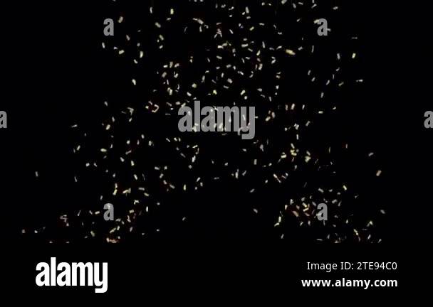 Confetti Animation on Transparent Background 4K Stock Video Footage - Alamy