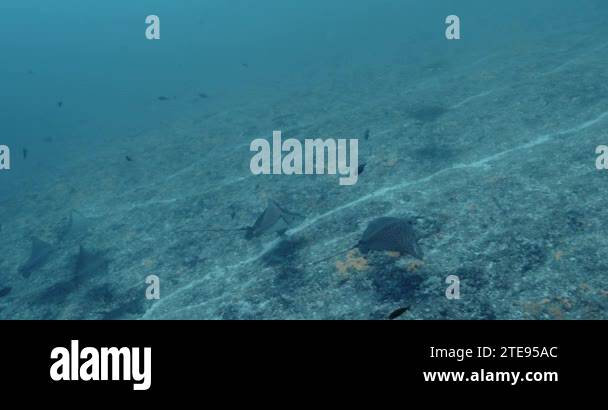 Spotted Eagle Ray in the Pacific Ocean. Underwater life with shoal of ...