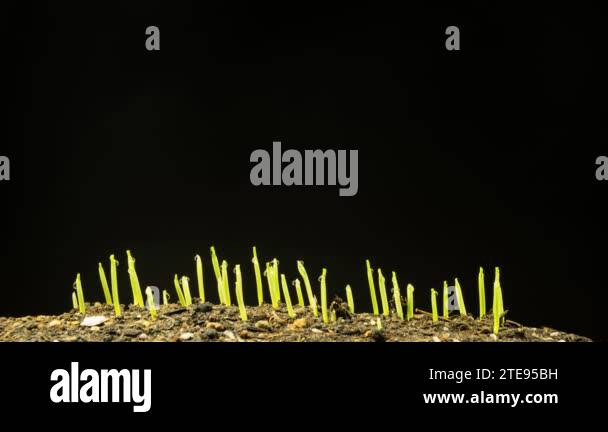 Grain like seeds Stock Videos & Footage - HD and 4K Video Clips - Alamy