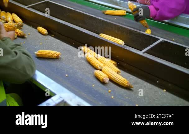 corn cobs on conveyor belt. close-up. de-foliated corn cobs are moving ...