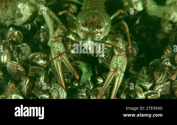 Mussel species Stock Videos & Footage - HD and 4K Video Clips - Alamy