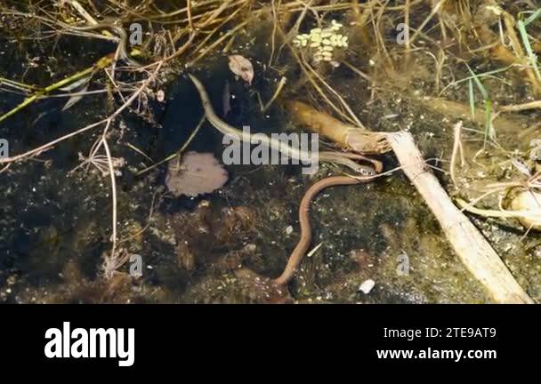 Snakes in river Stock Videos & Footage - HD and 4K Video Clips - Alamy