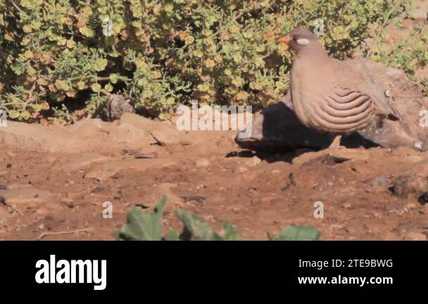 Sand partridge Stock Videos & Footage - HD and 4K Video Clips - Alamy