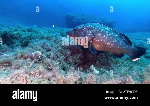 Marine life mediterranean grouper fish Stock Videos & Footage - HD and ...