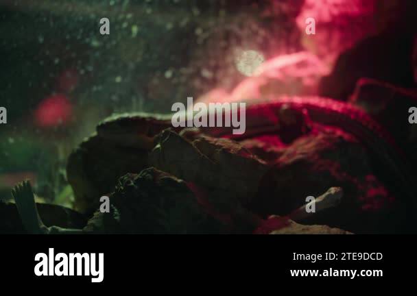 Rearing snake Stock Videos & Footage - HD and 4K Video Clips - Alamy