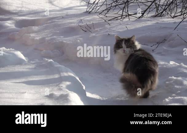 Snow pet not dog Stock Videos & Footage - HD and 4K Video Clips - Alamy