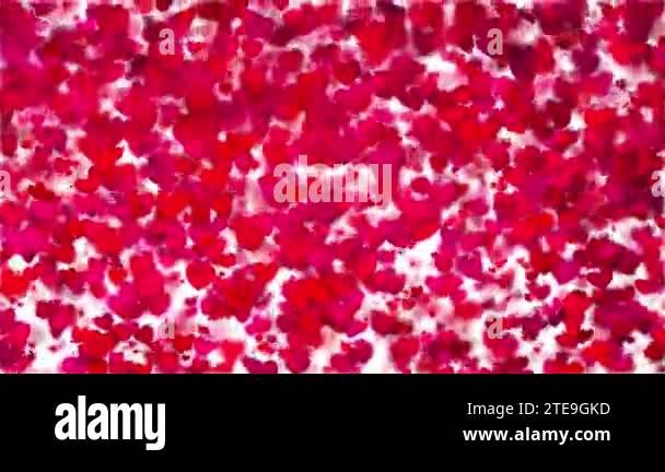 rising and floating Heart particle animated background video. Red love ...