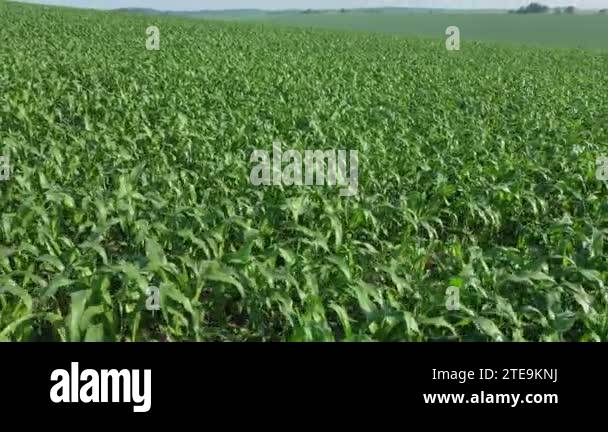 Flying over corn field, corn field top view, corn growing, farming ...