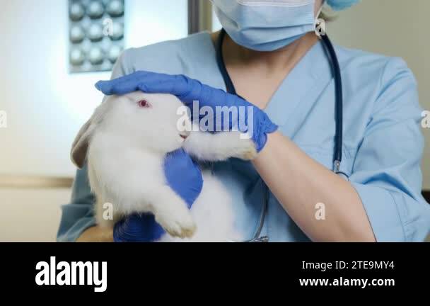 Close up footage of Female doctor holding a white rabbit in her arms ...