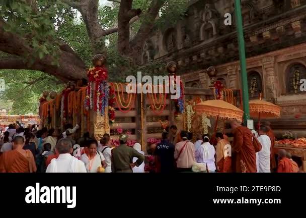 Bodh gaya bodhi tree Stock Videos & Footage - HD and 4K Video Clips - Alamy