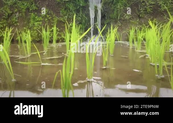 Rice varieties Stock Videos & Footage - HD and 4K Video Clips - Alamy