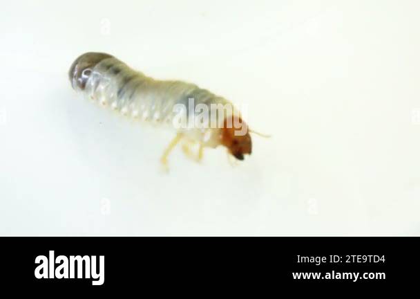 Bug larvae Stock Videos & Footage - HD and 4K Video Clips - Alamy