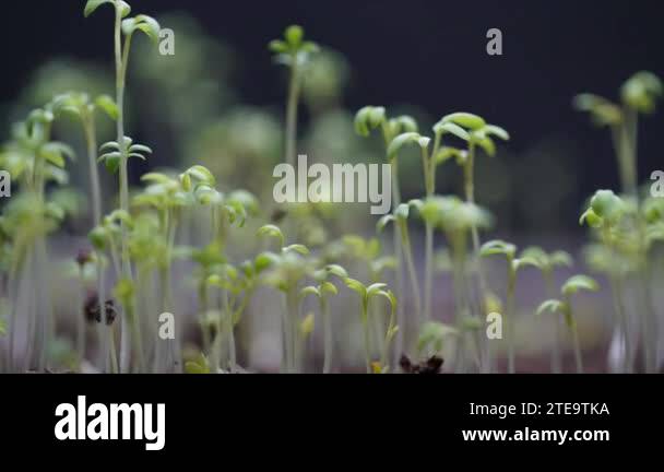 Dying life Stock Videos & Footage - HD and 4K Video Clips - Alamy