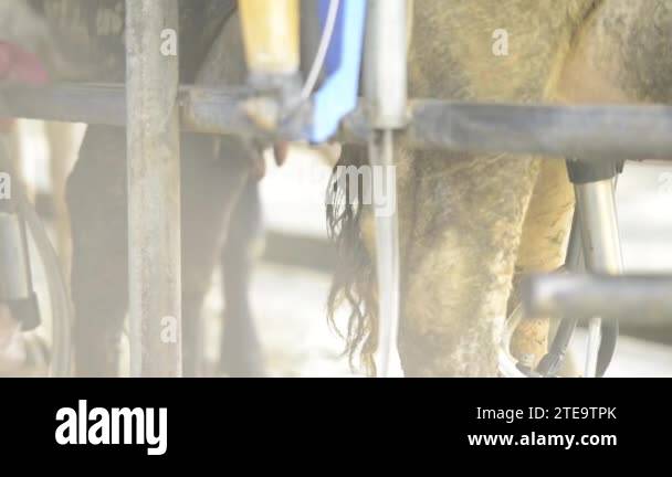 Video of brown holstein friesian cow close with farm life in Latin ...