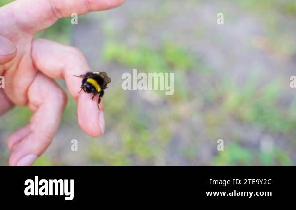 Field bumblebee bombus pascuorum Stock Videos & Footage - HD and 4K ...