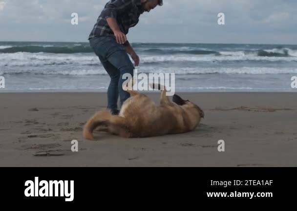 Interaction with animal Stock Videos & Footage - HD and 4K Video Clips ...