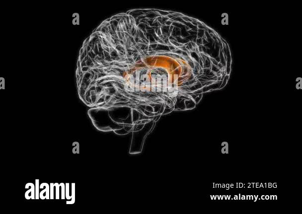 Nucleus anatomy Stock Videos & Footage - HD and 4K Video Clips - Alamy