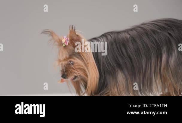 Dog carrying toy Stock Videos & Footage - HD and 4K Video Clips - Alamy