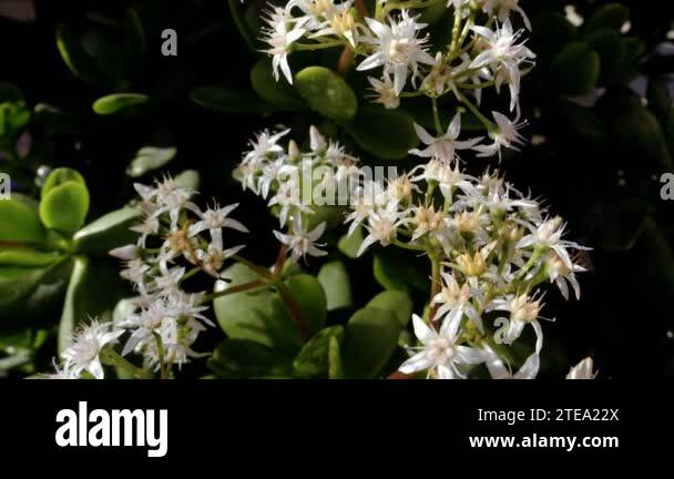 Closeup of a flowering jade plant with delicate white jade flowers, 4k ...