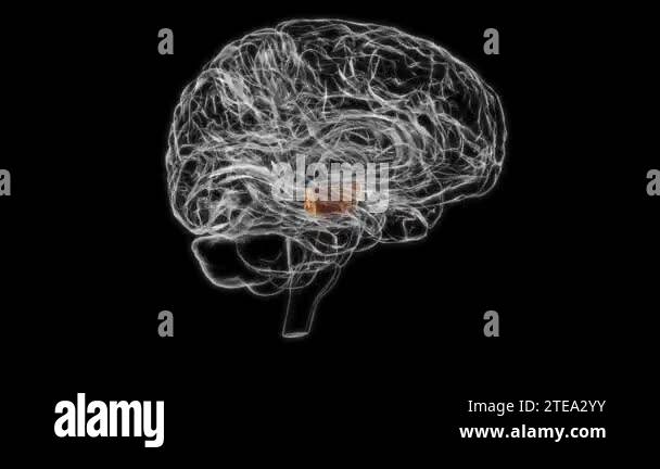 Midbrain anatomy Stock Videos & Footage - HD and 4K Video Clips - Alamy
