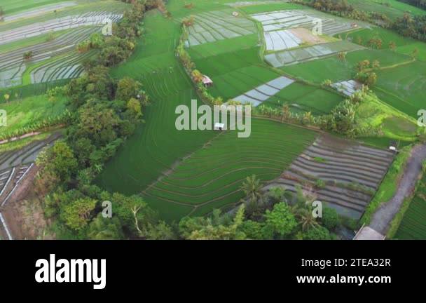 Aerial of view the beautiful rice terraces next to the green jungle and large palm trees ...