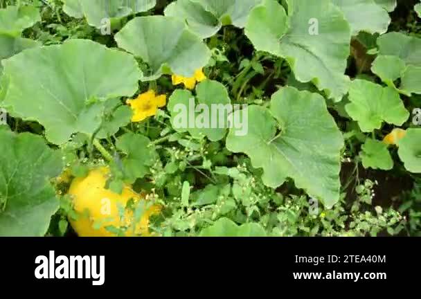 Vegetable weed Stock Videos & Footage - HD and 4K Video Clips - Alamy