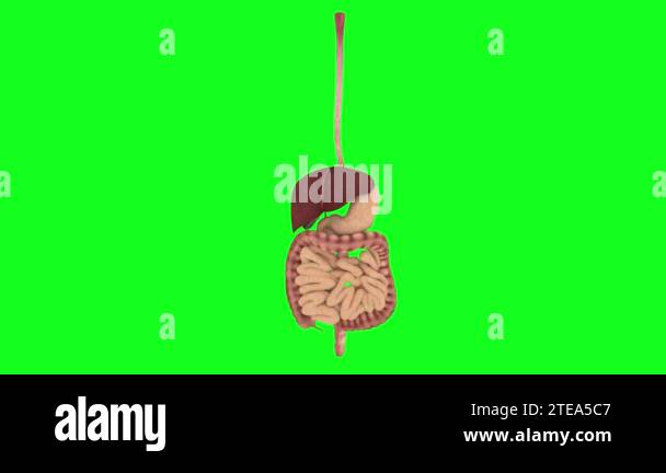 Human gastrointestinal tract on a green background. Stomach and ...