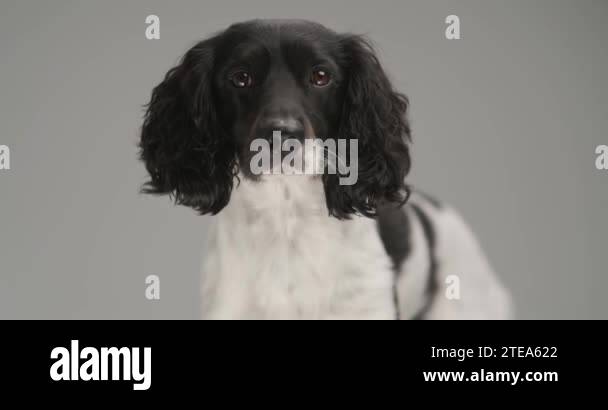 English springer spaniel looking Stock Videos & Footage - HD and 4K ...