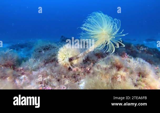 Underwater life yellow marine spirograph Stock Videos & Footage - HD ...