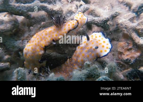 Sea slug mating Stock Videos & Footage - HD and 4K Video Clips - Alamy