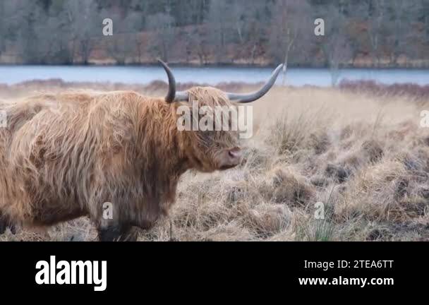 Female highland cow Stock Videos & Footage - HD and 4K Video Clips - Alamy