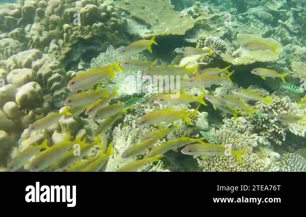 Indian goatfish Stock Videos & Footage - HD and 4K Video Clips - Alamy