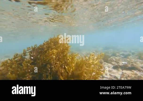 Seaweed in shallow water moving from the oscillation of the wave ...
