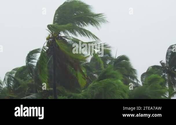 Cyclone BATSIRAI. Heavy rain breaks palm trees. Tree Branches Bending ...