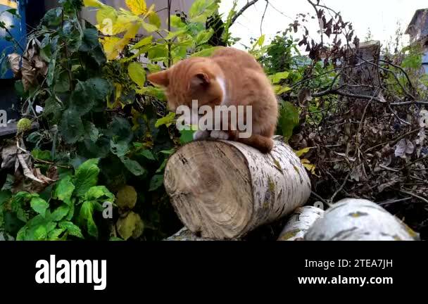 Cat log fire Stock Videos & Footage - HD and 4K Video Clips - Alamy