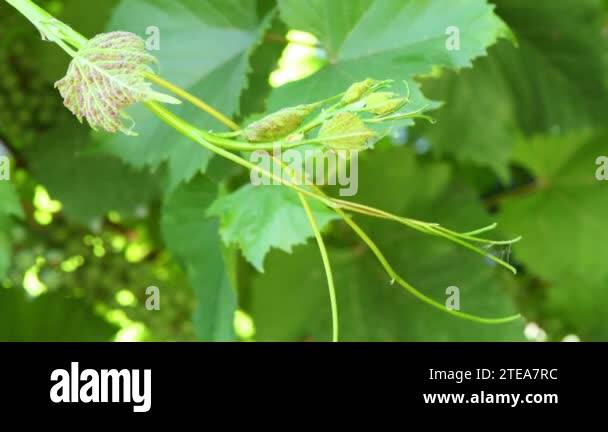 Grape phylloxera (Daktulosphaira vitifoliae) on the vine leaves. Leaf ...