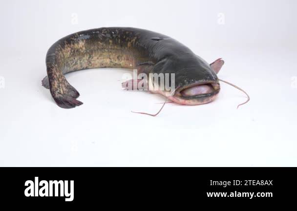 live river catfish weighing 7 kg lies and opens its mouth on a white ...