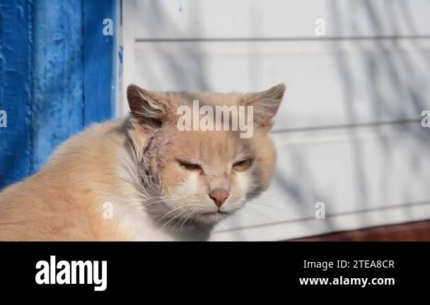 Mutilated face Stock Videos & Footage - HD and 4K Video Clips - Alamy