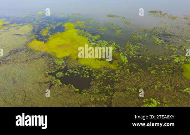 Fen plants Stock Videos & Footage - HD and 4K Video Clips - Alamy