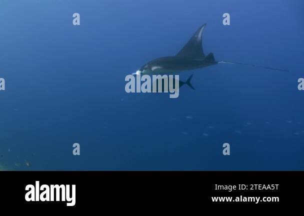 Manta Ray swimming in blue Ocean. Sea Marine Life Stock Video Footage ...