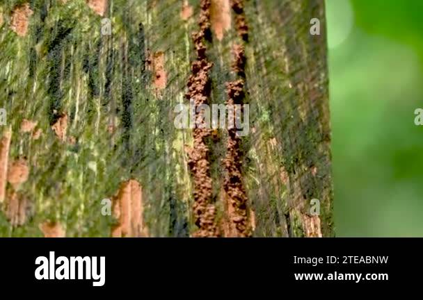White termites Stock Videos & Footage - HD and 4K Video Clips - Alamy