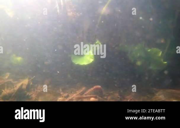 shallow river bottom with fast flow, sun rays in dirty water after ...