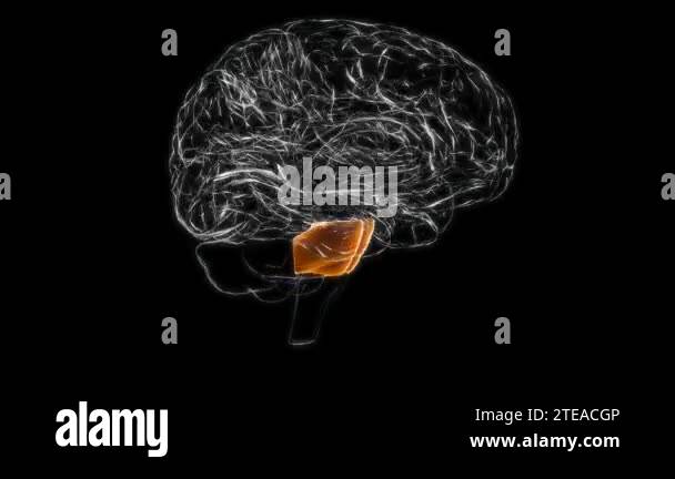 Brain pons anatomy medical concept Stock Videos & Footage - HD and 4K ...