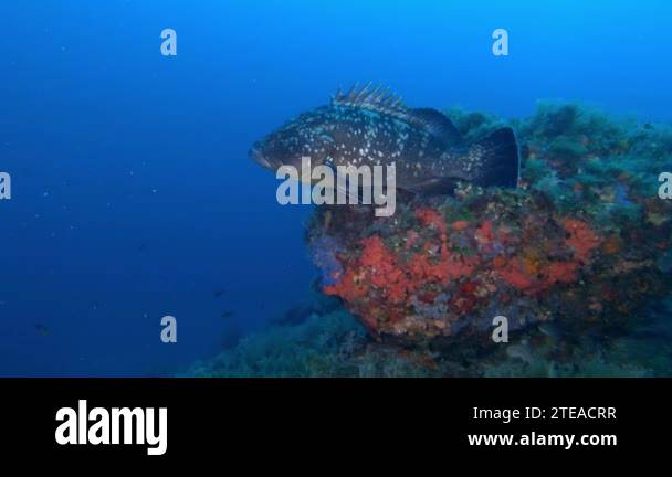 Marine life grouper fish in Stock Videos & Footage - HD and 4K Video ...