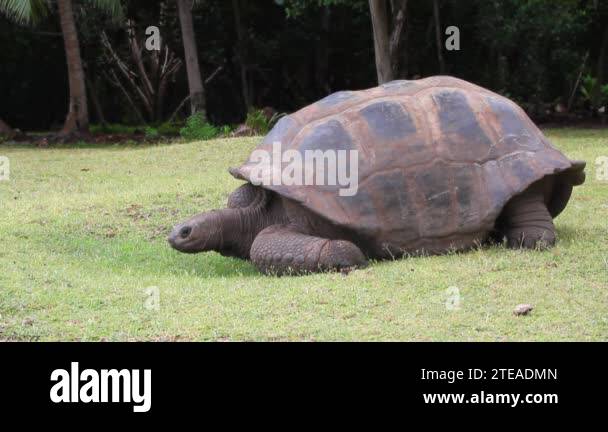 Megalochelys gigantea Stock Videos & Footage - HD and 4K Video Clips ...