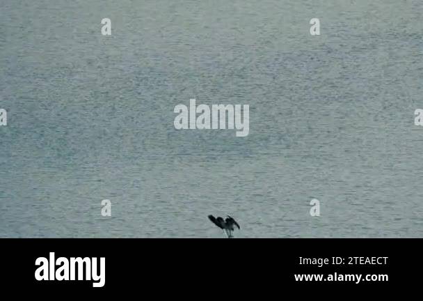 Grab bird Stock Videos & Footage - HD and 4K Video Clips - Alamy