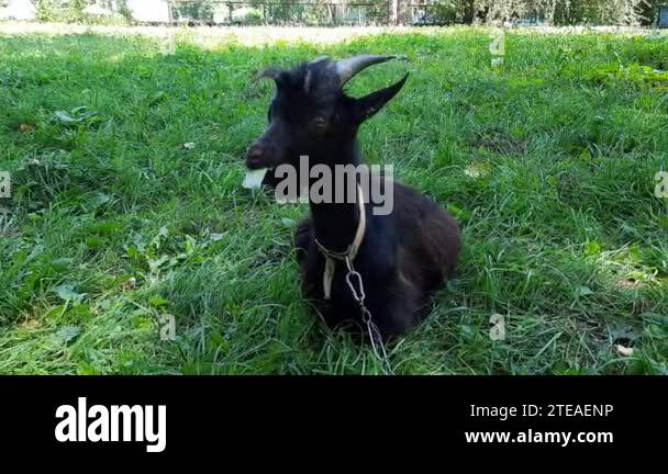 The black goat looks into the camera. The Cameroon goat eats grass ...