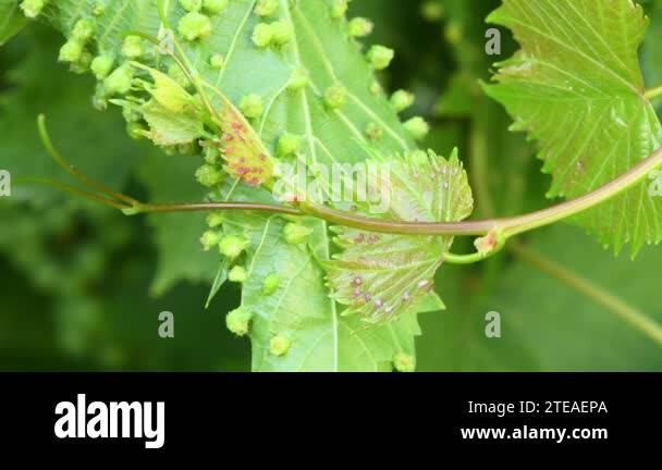 Grape phylloxera (Daktulosphaira vitifoliae) on the vine leaves. Leaf ...